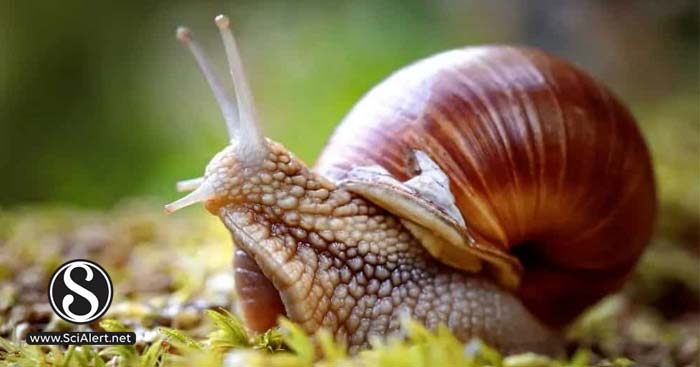 Population Dynamics of Abundant Three Terrestrial Snail Species in ...