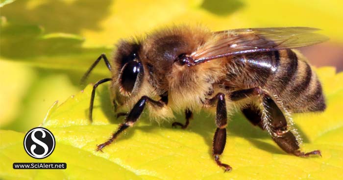 Apis mellifera Venom Inhibits Bacterial and Fungal Pathogens in vitro