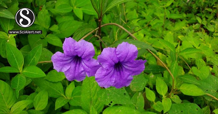 Expression of TNF-α on Wistar Rat (Rattus norvegicus L.) with Extract ...