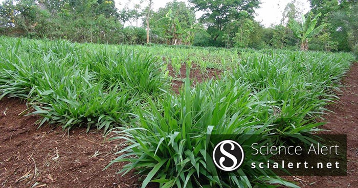 The Effect of Planting Material on Nutrient Quality and Production of ...