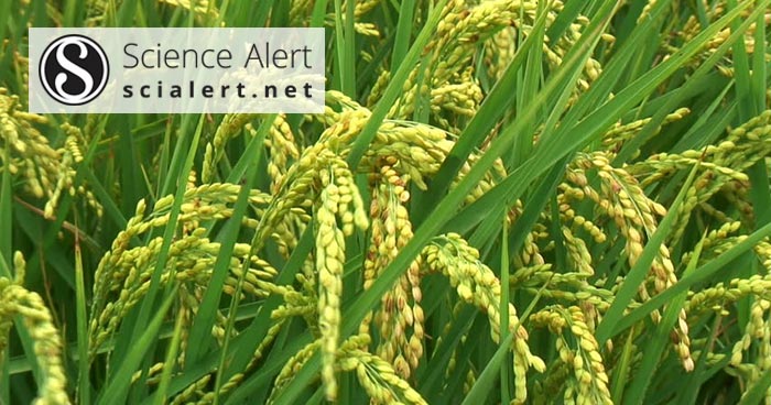 The Potential Types of Indigenous Arbuscular Mycorrhizal Fungi as ...