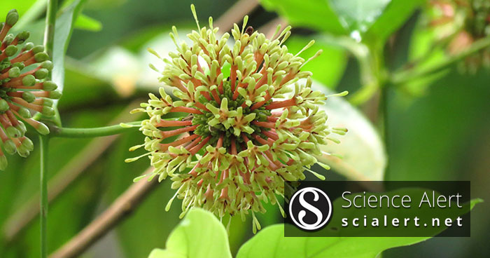 Mangampo: A Traditional Method from West Sumatra to Extract Gambir from ...