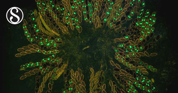 The Combined Effects of Fungi Phanerochaete chrysosporium and ...