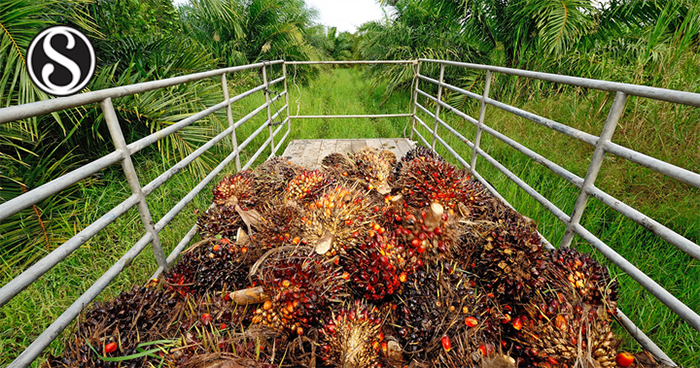 Performance of Kacang Goats Fed with Complete Wafered Forage Based on ...