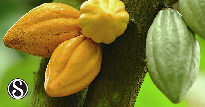 Morphometric Variation of Phytophthora palmivora Causing Black Pod Rot ...