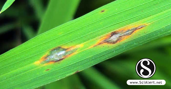 Survey of the Prevalence and Incidence of Foliar and Panicle Diseases ...