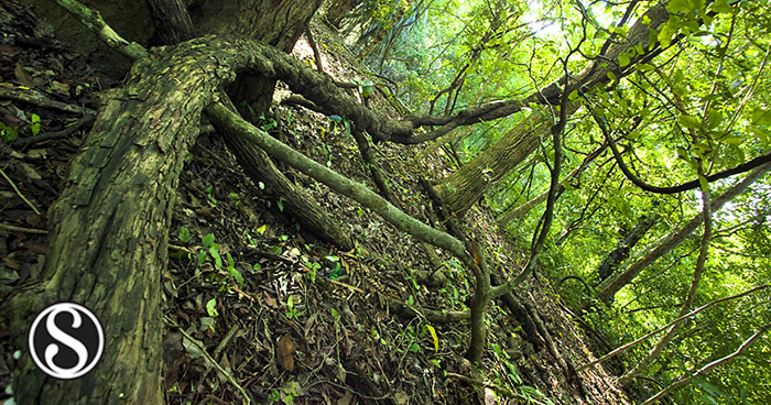 Impact of Cultural Belief on the Preservation of Agunabani Sacred ...