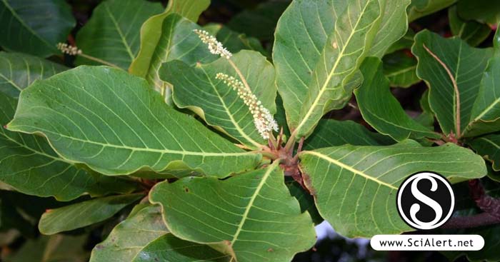 Antifungal Activity of Terminalia avicennioides in Drosophila ...