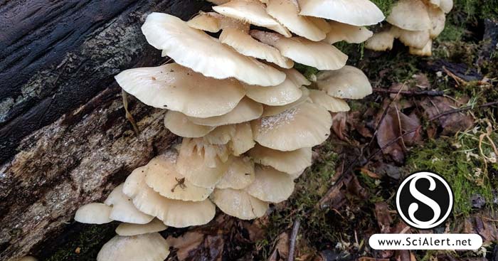 Membrane Stabilization Activity of Amino Acids Rich Chromatography ...