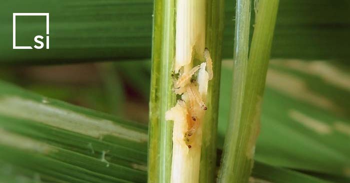 Evaluating the Impact of New Rice for Africa (Nerica) in the Management ...