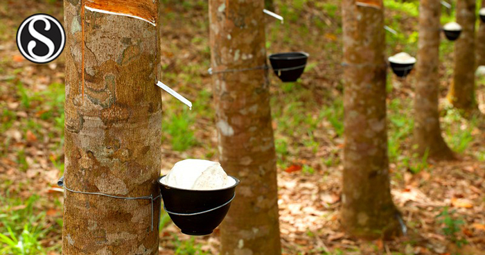 Impacts of Scattered Farm Plots on Rubber Production in Edo and Delta ...