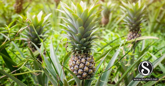 Value Chain Analysis of Pineapple in Gedeo and Sidama Areas, Southern ...