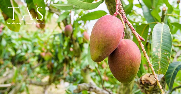 Dieback of Mango and Cutting Method Impact on the Regeneration of Tree ...