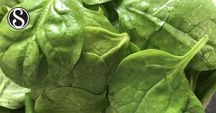 Comparison of Insects Biodiversity in Green Spinach Ecosystem Using ...