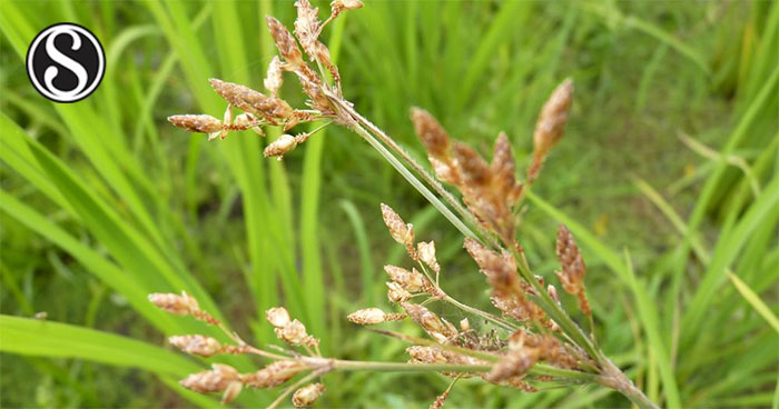 Soil Nutrients Variation During Phytoremediation of Crude oil Polluted ...