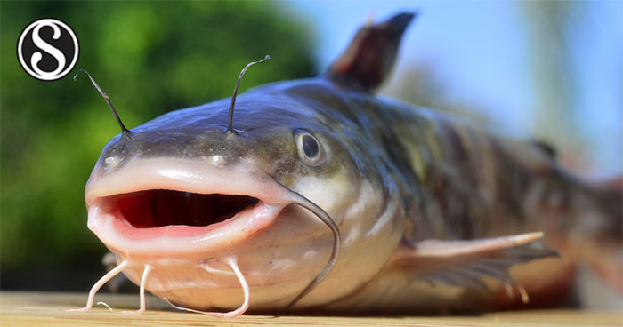 Haematology of Hybrid Catfish (Heteroclarias): Effect of Stocking ...