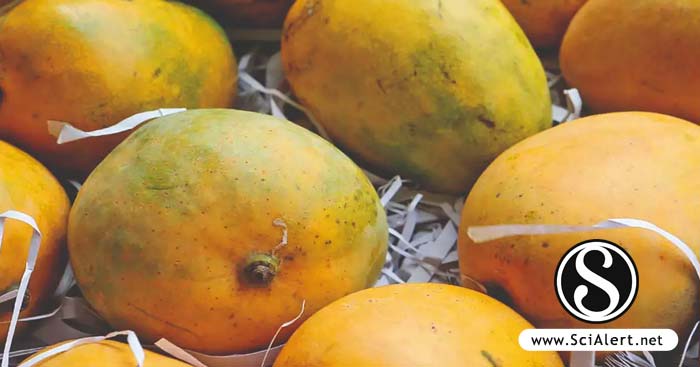 Effects of Different Coating Materials on Shelf Life and Quality of Mango